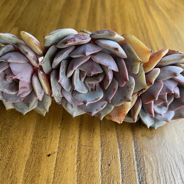 Echeveria 'red Coral' , Rare Live Succulent - Etsy