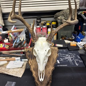 Table Top Double Broad Head Deer Euro Skull Display/ Mount - Etsy