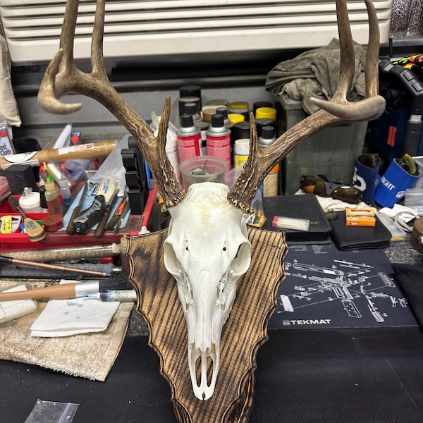Arrowhead Table Top Deer Euro Skull Mount Display - Etsy