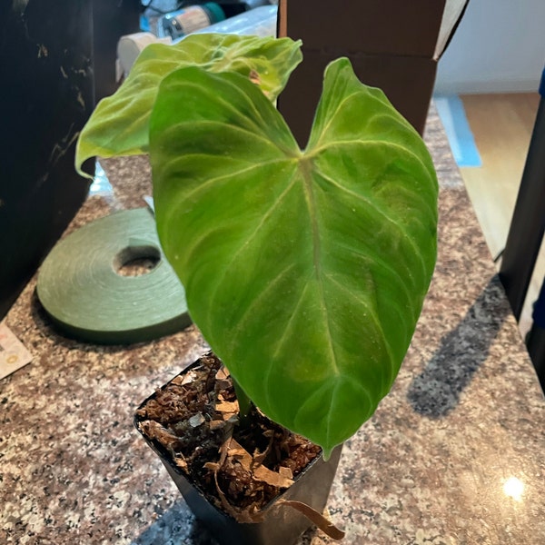US Seller Philodendron Verrucosum Super 'mini' Red Back (cutting) - Etsy