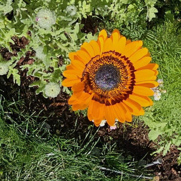 Catmint Nepeta Nervosa Pink Catmint Xeriscape Garden Flower Plant Seed ...