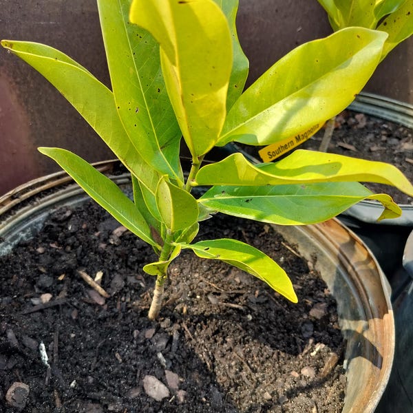 2 Southern Magnolia Tree Bare-root /magnolia Grandiflora - Etsy