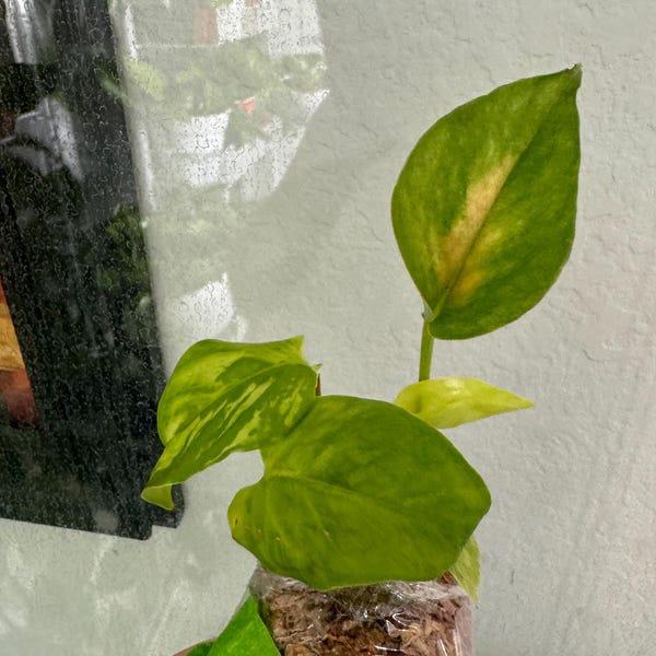 RARE “happy Day” - Japanese Pothos From Central Flower Nursery - Etsy