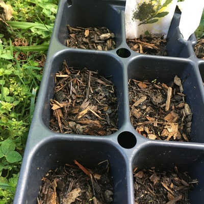 PERENNIAL Hollyhock CHATER'S Double Triumph Mix 20 Seeds Althea Rosea ...