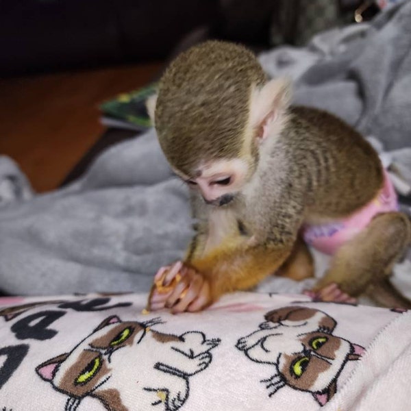 CAPUCHIN DIAPER SET in Dinosaurs - Etsy