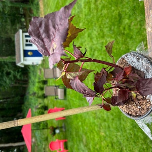 Musa poquito Banana Tree/ Banana Tree in 4 Inch Cups one - Etsy