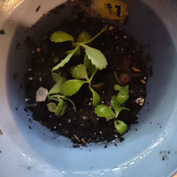 Set of Sticky Rice Steamer Pot and Handmade Bamboo Basket Cook Kitchen ...