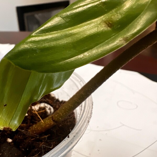 Anthurium Zara X Michelle Doc Block Hybrid - Etsy