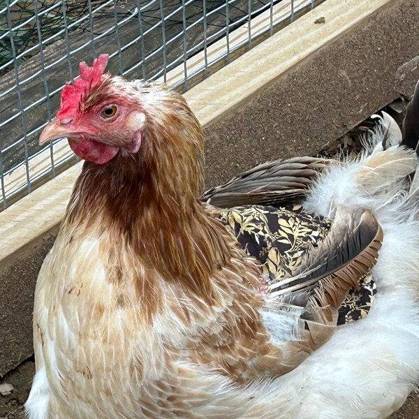 Bogo 5+2 FREE Chicken Jackets. Chicken Saddles. Hen Apron. Hen Jackets ...