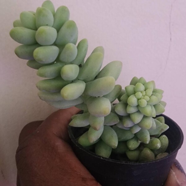 Sedum Burrito: Live Donkey Tail Succulent, Sedum Morganianum - Etsy.de