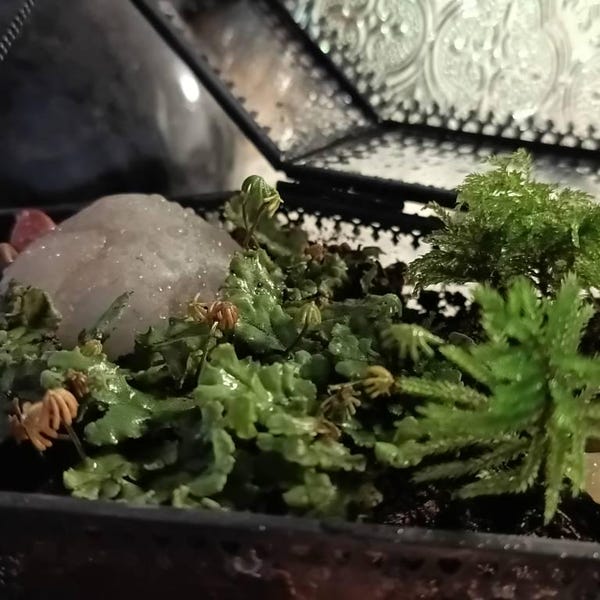 Cultivated Climacium Tree Moss Baby Plants||1,2,5 or 10 //climacium ...