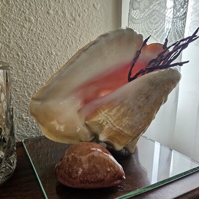 137.9mm FLORIDA Keys BEACH Collected Milk Conch Shell SEASHELL - Etsy