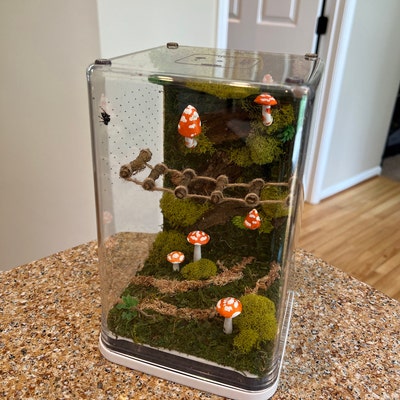 Large 6x6x9.5 Luxury Adult Jumping Spider Enclosure, Decorated Jumper ...