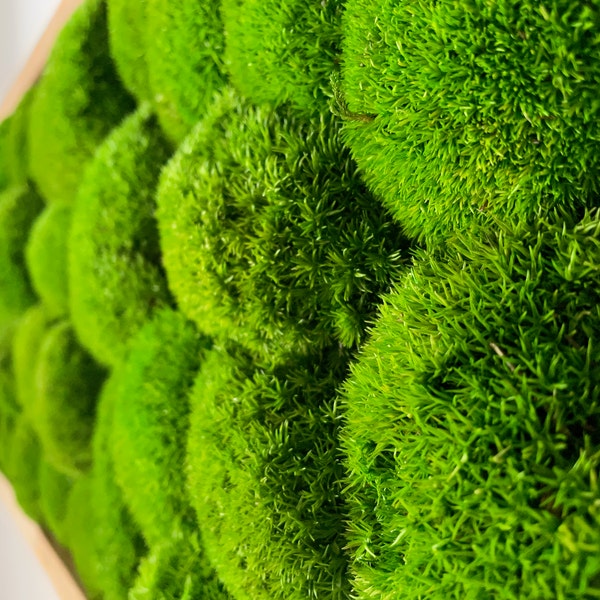 Moss Picture Ball Moss Solid Wood Frame Oiled Oak Moss Landscape - Etsy