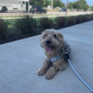 Daisy Chiffon Crop Top XS-2XL Dog-shirts Dog Top Dog - Etsy