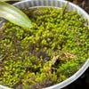 Star Moss Tortula Ruralis - Etsy