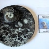 Dinosaur Bone in Display Case - Etsy UK