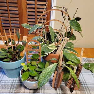 Ladder Arch Indoor Plant Trellis 3 Sizes for 2-6 Pots Mini & Small Wood ...