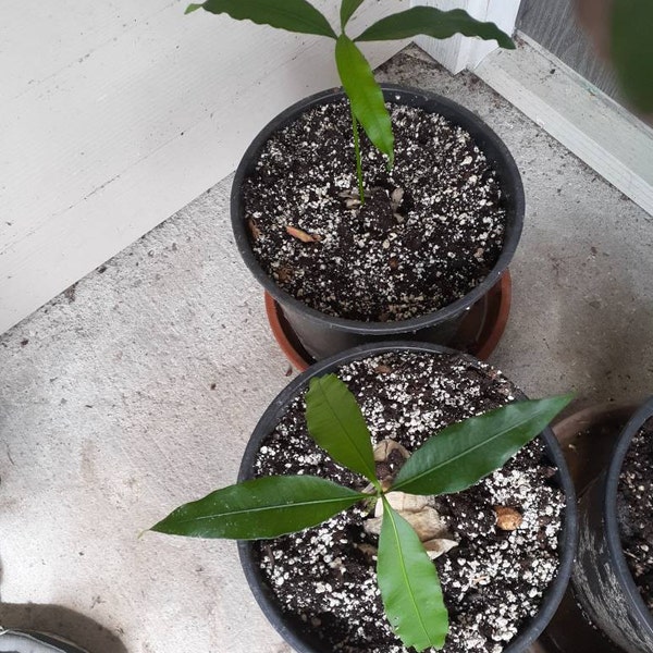 Spanish Lime Genip Guinep Ginepa Limoncillo Mamoncillo Fruit Seedling ...