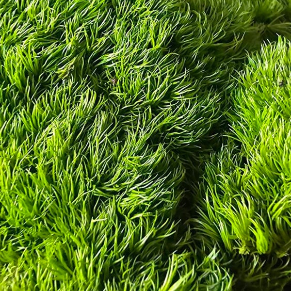 Forest / Flat Moss | Natural Green | Premium Preserved Carpet Moss ...