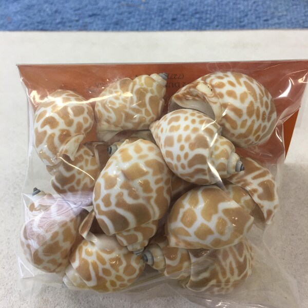 4 Lbs of Indian Ocean Shell Mix Wedding Shells Beach Nautical Medium ...