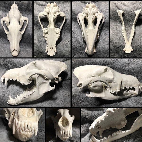 Large Grey Wolf Skull Cast Replica - Etsy
