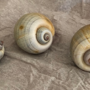 NEW for 2022 Two Hand-picked LARGE Apple Snail Shell in - Etsy