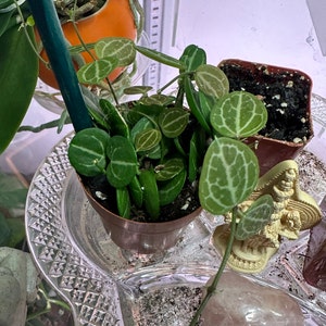 Ludochilus Sea Turtles Jewel Orchid - Etsy