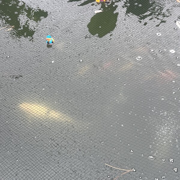 Pumpkin Mini Rubber Ducks - Set of 5 With Lollipop and Gift Box ...