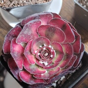 Sedum Multiceps / Miniature Joshua Tree old Trunk - Etsy