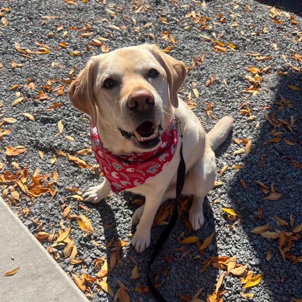 Green Bay Packers Over Collar Dog Bandana, NFL, Pet Scarf, Reversible ...