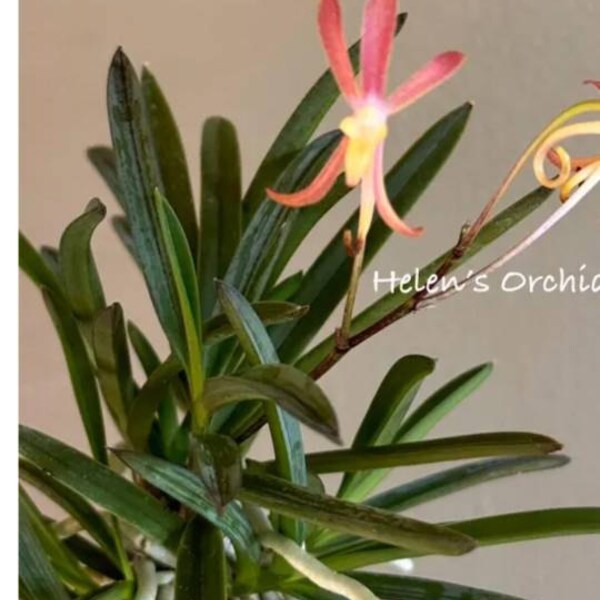 Neofinetia Falcata Fugaku 富嶽/orchid/vanda/fragrant/miniature/variegated ...