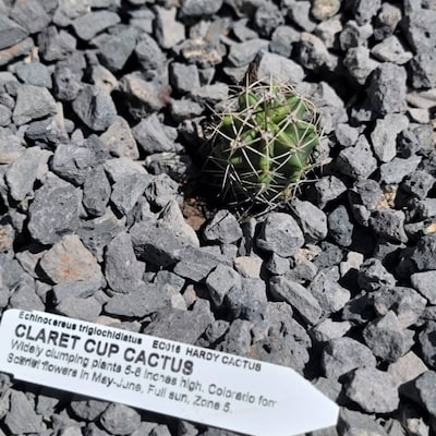 OP027: Opuntia Debreczeyi 'alberta Sunset' spineless Cat's Paw Cactus ...