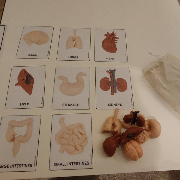 Body Parts Cards Montessori Materials Homeschool Body Part Real ...