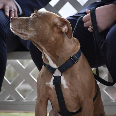 Dog Tag Bunny Chaser Dog Tag Funny Pet Tag Dog ID Tag Bunny Rabbit Dog ...