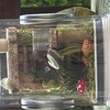 Jumping Spider Food Dish, Jumping Spider Enclosure , Accessories for ...