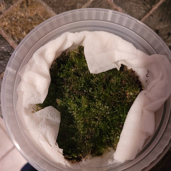 Cultivated Plagiomnium Cuspidatum/baby Tooth Moss, Free Climacium Tree ...