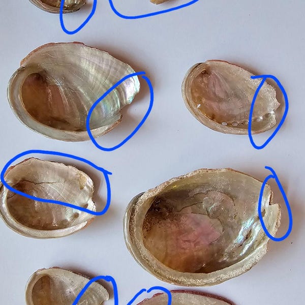 Tibia Spindle Sea Shells White Tibia Shell Long Pointy Shells Shabby ...