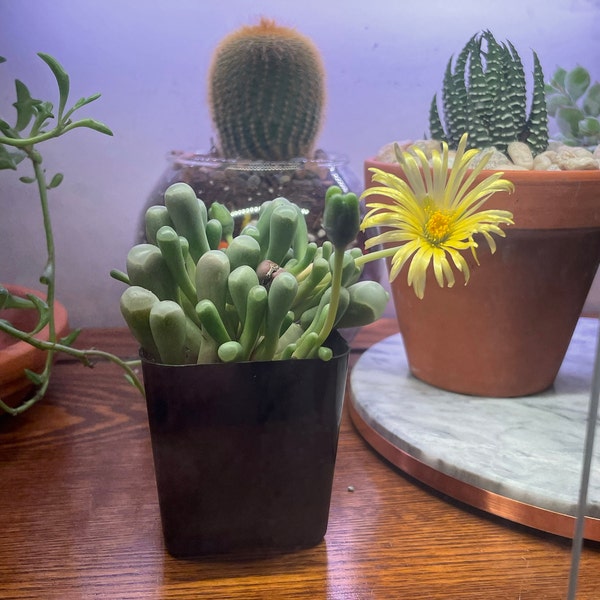 2", 4" Pot of Yellow Tower Lemon Ball Parodia Leninghausii Cactus - Etsy