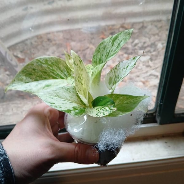 Variegated Maranta Prayer Plants, Beauty Kim Variegated, High ...