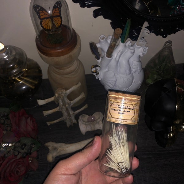 Mystery Specimens, Curiosity Set, Taxidermy, Entomology, Mystery ...