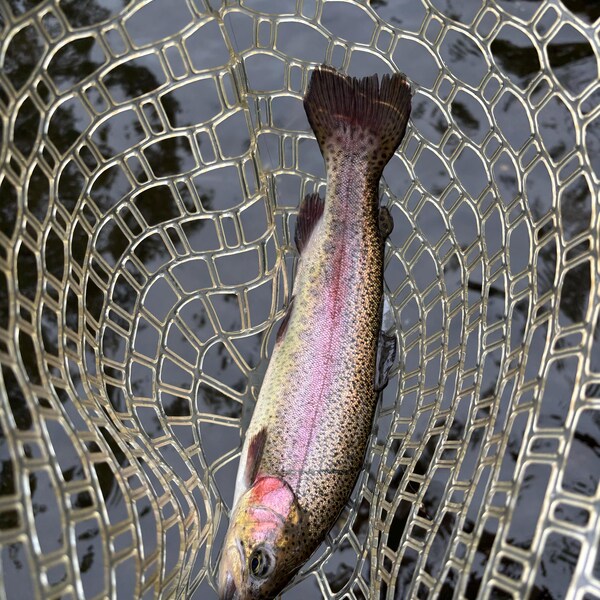 3x Olive France Fly - Etsy