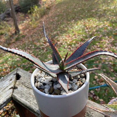 Aloe swordfish 1 Plant PPAF Hybrid , Fully Rooted, Flowering Succulent ...