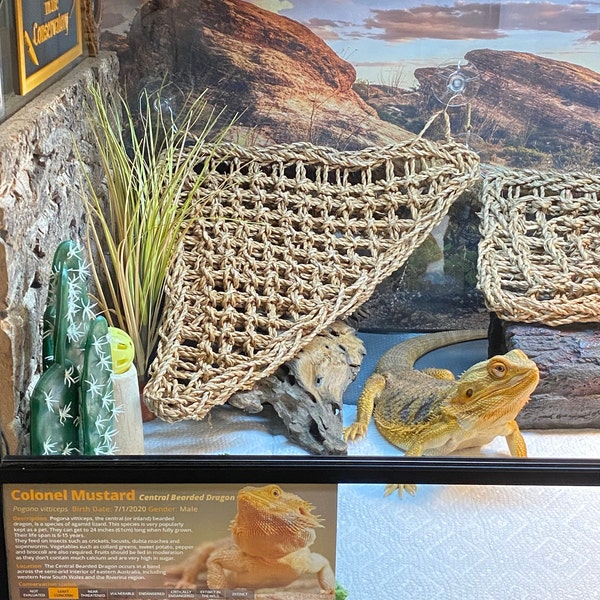 Reptile Enclosure Labels Bearded Dragon Information Sticker - Glossy ...