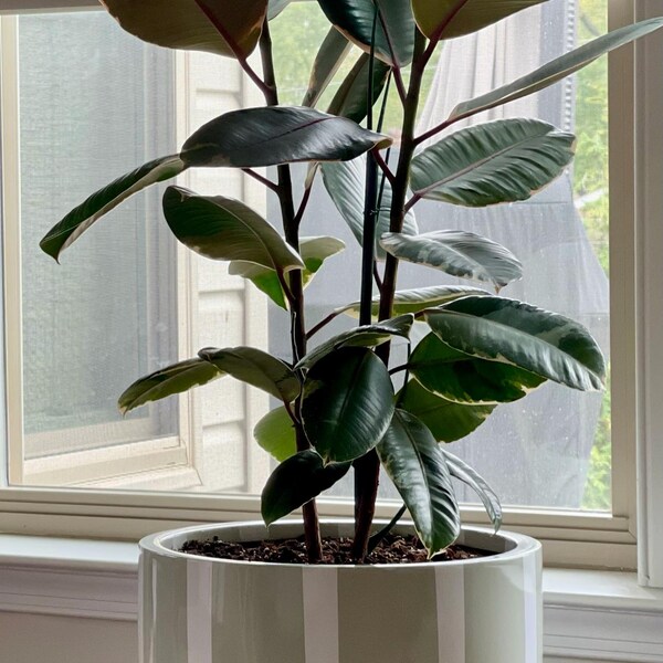 Priene HOME | Geometric Ceramic Hanging Planter | Set of 2 (black ...