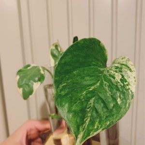 Rare Pothos Cuttings Mix Marble Pothos, Heart Leaf Philodendron, Silver ...