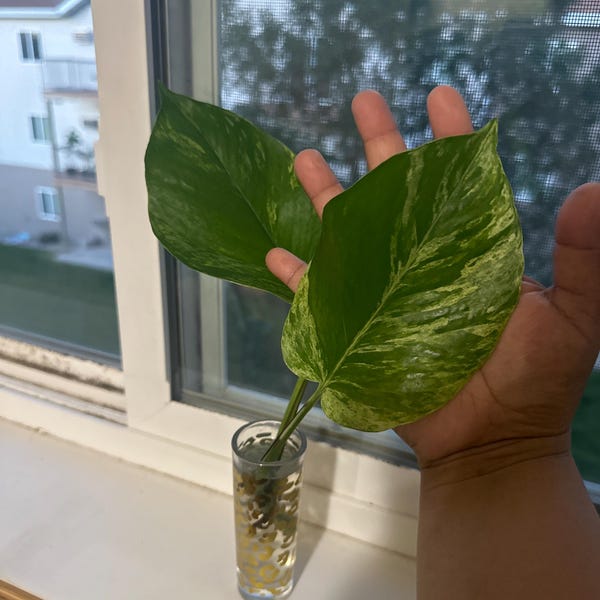 Tonkin Cane Tea Stick Bamboo Pseudosasa Amabilis Fish Pole Root RHIZOME ...