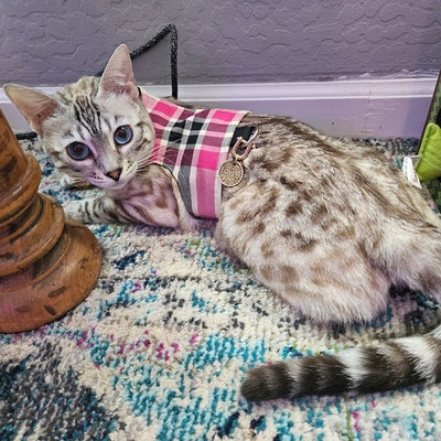 Safetykatz Walking Jacket Red Custom Made Cat Reversible - Etsy