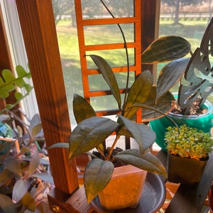 Ladder Arch Indoor Plant Trellis 3 Sizes for 2-6 Pots Mini & Small Wood ...