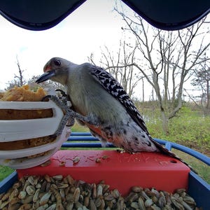 Solitary Bee House for Native Bees Flower Design Made From Tennessee ...